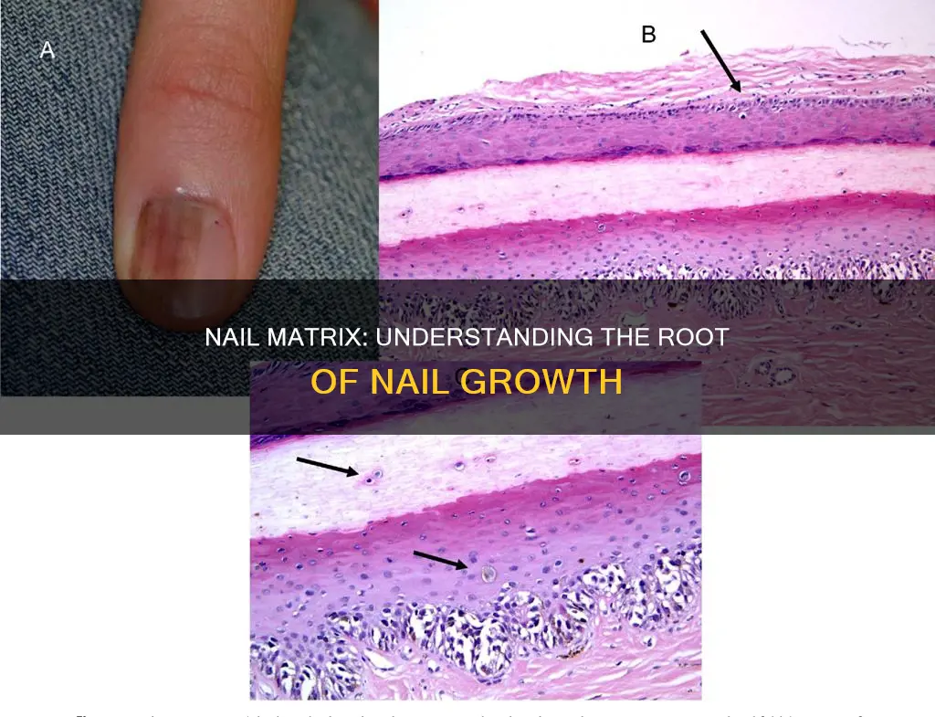 Nail Matrix: Understanding The Root Of Nail Growth | Nailicy