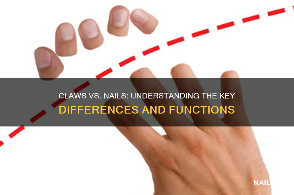Claws Vs. Nails: Understanding The Key Differences And Functions | Nailicy