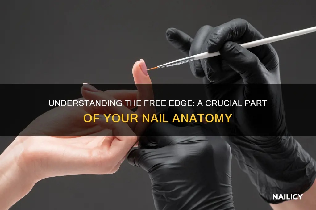 Understanding The Free Edge: A Crucial Part Of Your Nail Anatomy | Nailicy