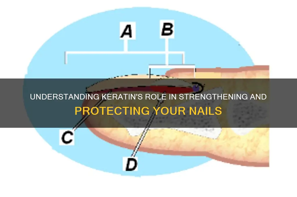 Understanding Keratin's Role In Strengthening And Protecting Your Nails ...