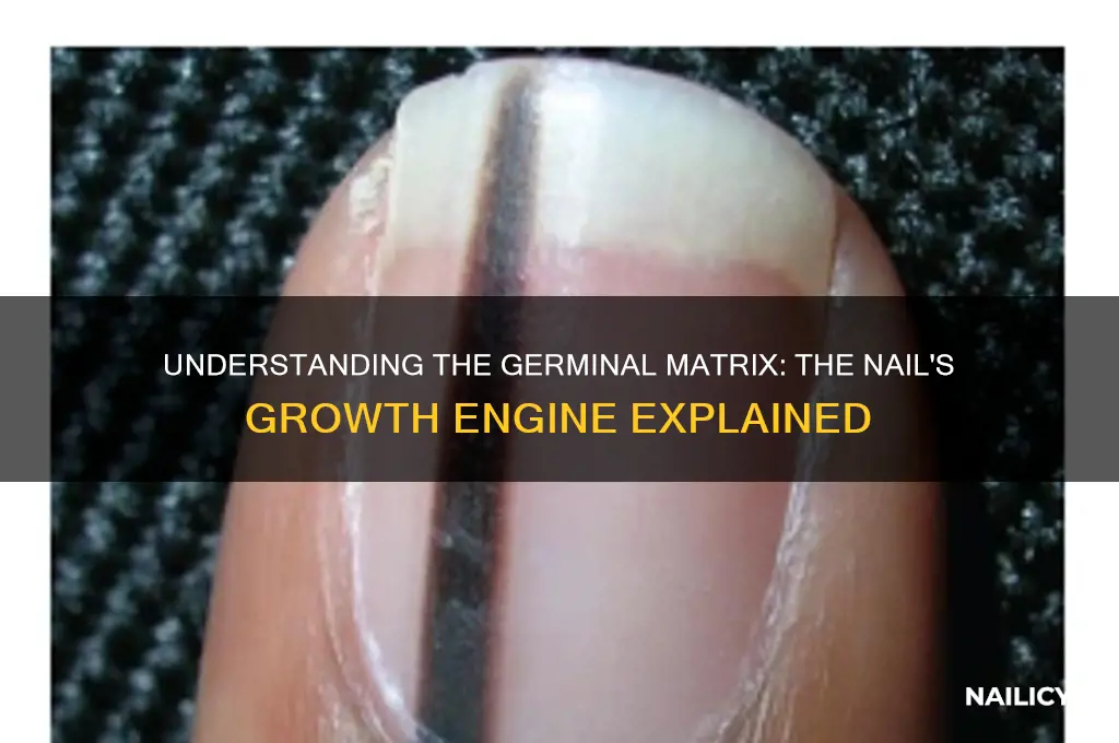 Understanding The Germinal Matrix: The Nail's Growth Engine Explained ...