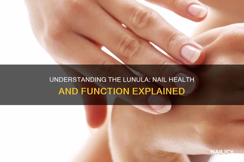 Understanding The Lunula: Nail Health And Function Explained | Nailicy