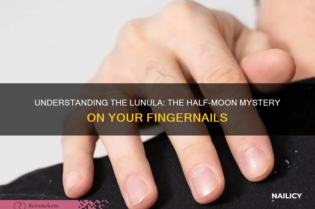 Understanding The Lunula: The Half-Moon Mystery On Your Fingernails ...