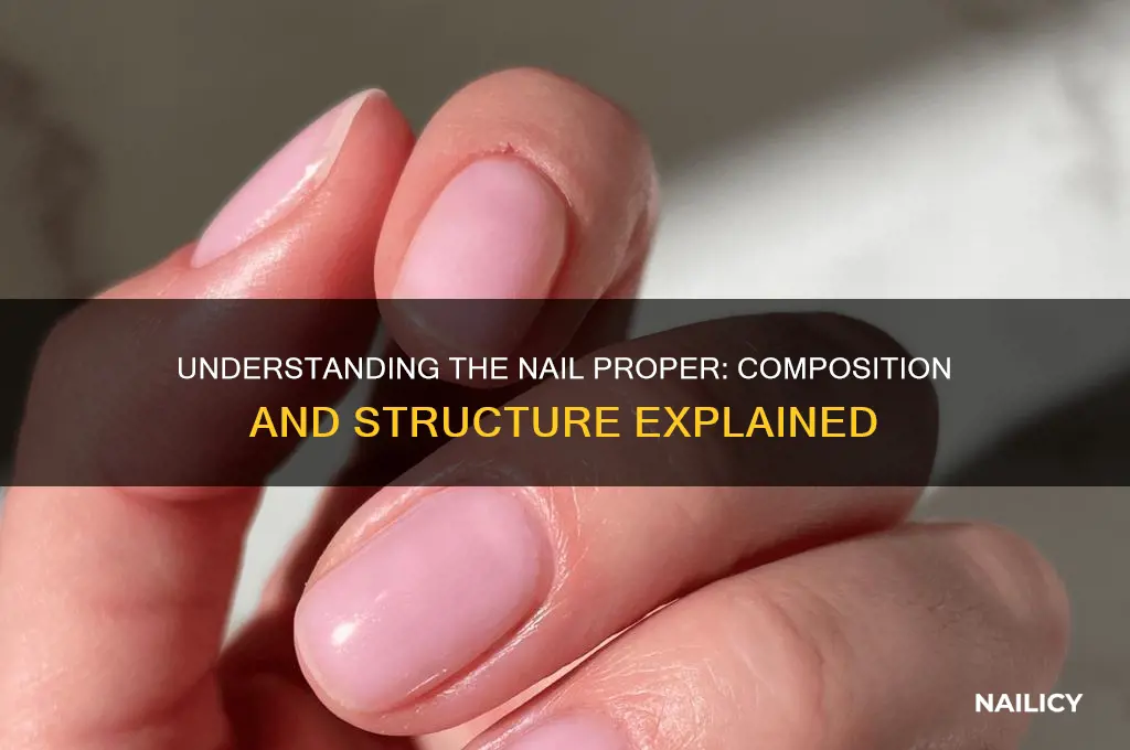 Understanding The Nail Proper: Composition And Structure Explained ...