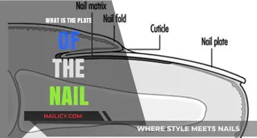 Understanding The Perionychium: The Nail's Protective Barrier Explained ...