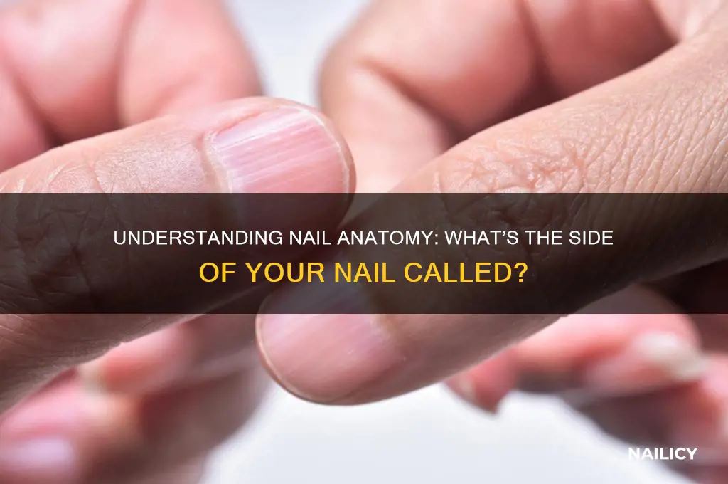 Understanding Nail Anatomy: What’S The Side Of Your Nail Called? | Nailicy