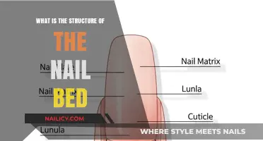 Understanding The Nail Bed: Anatomy, Structure, And Function Explained ...