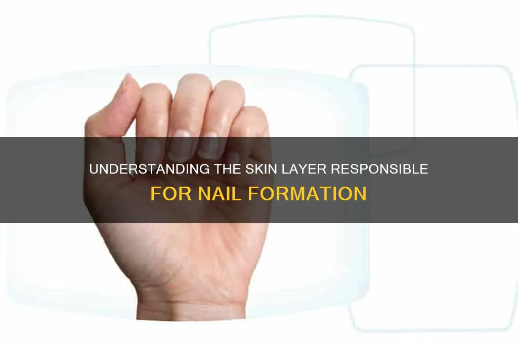 Understanding The Skin Layer Responsible For Nail Formation | Nailicy