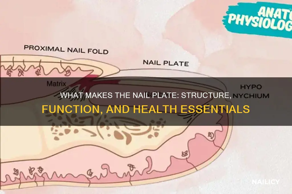What Makes The Nail Plate: Structure, Function, And Health Essentials ...