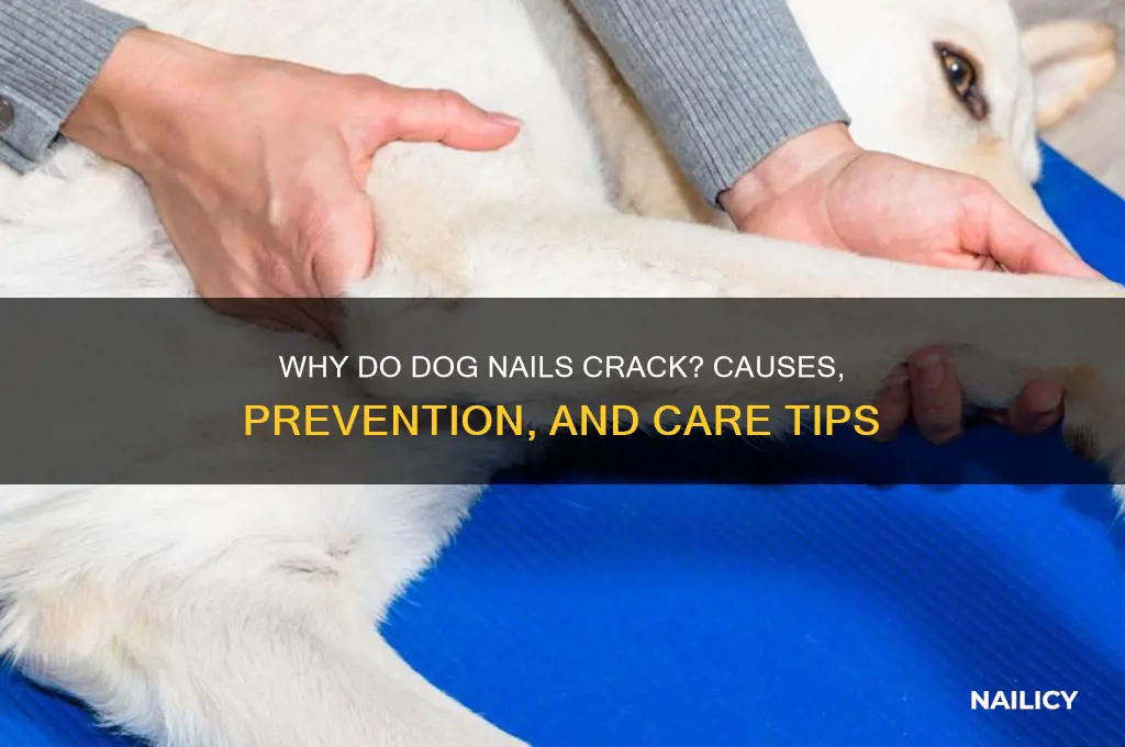 Why Do Dog Nails Crack? Causes, Prevention, And Care Tips | Nailicy