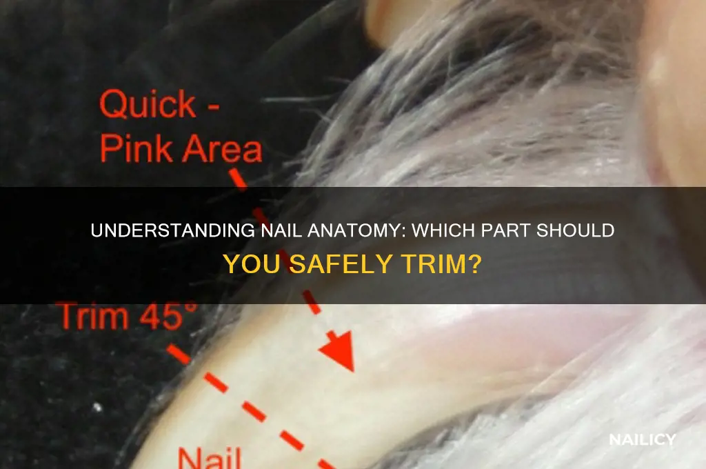 Understanding Nail Anatomy: Which Part Should You Safely Trim? | Nailicy