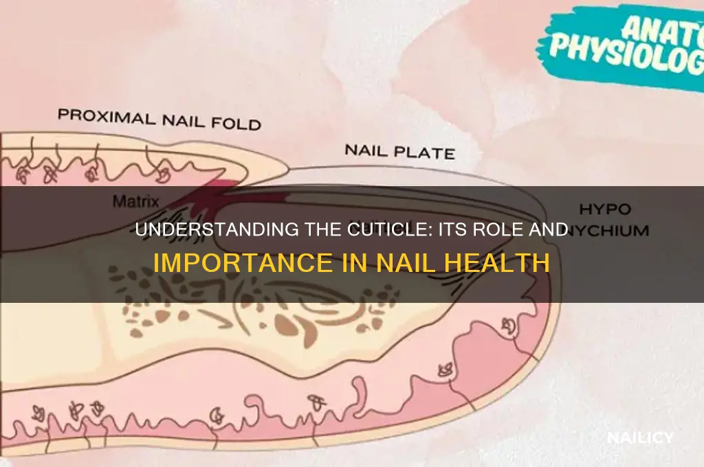 Understanding The Cuticle: Its Role And Importance In Nail Health | Nailicy