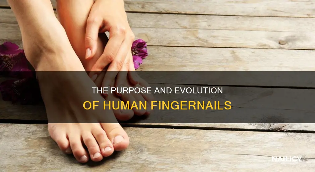 The Purpose And Evolution Of Human Fingernails | Nailicy