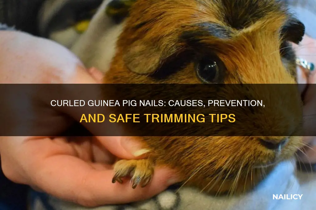 Curled Guinea Pig Nails: Causes, Prevention, And Safe Trimming Tips ...