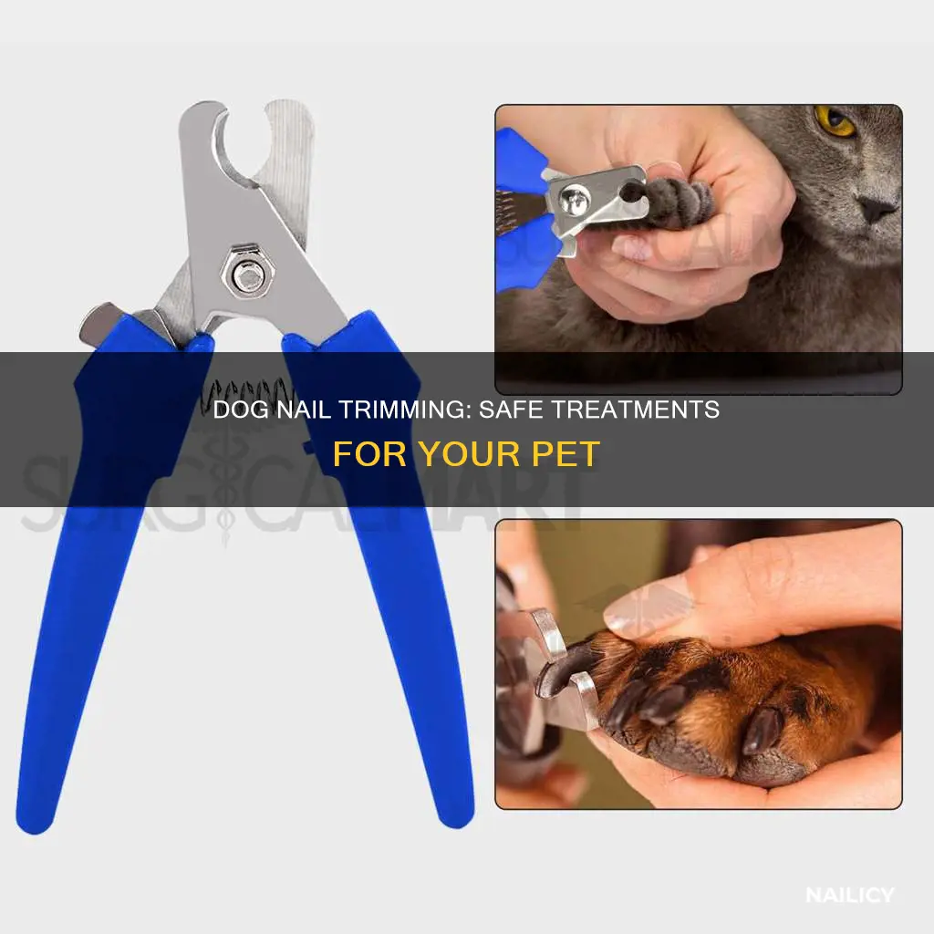 Dog Nail Trimming: Safe Treatments For Your Pet | Nailicy