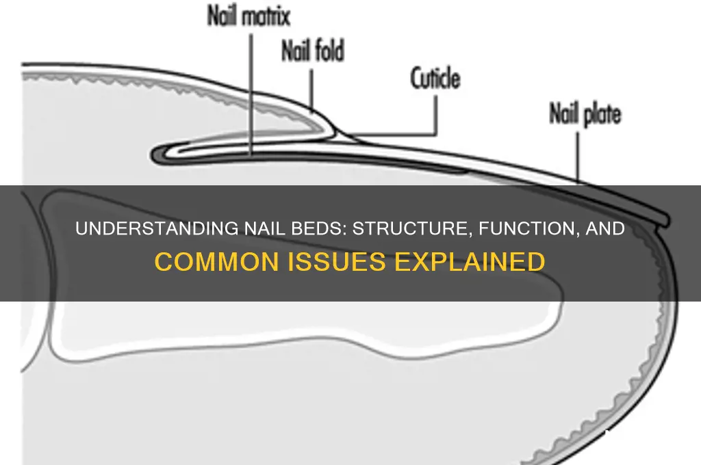 Understanding Nail Beds: Structure, Function, And Common Issues ...