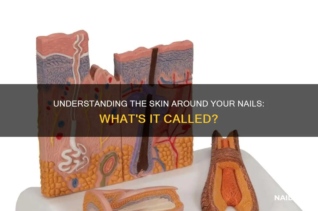 Understanding The Skin Around Your Nails: What's It Called? | Nailicy