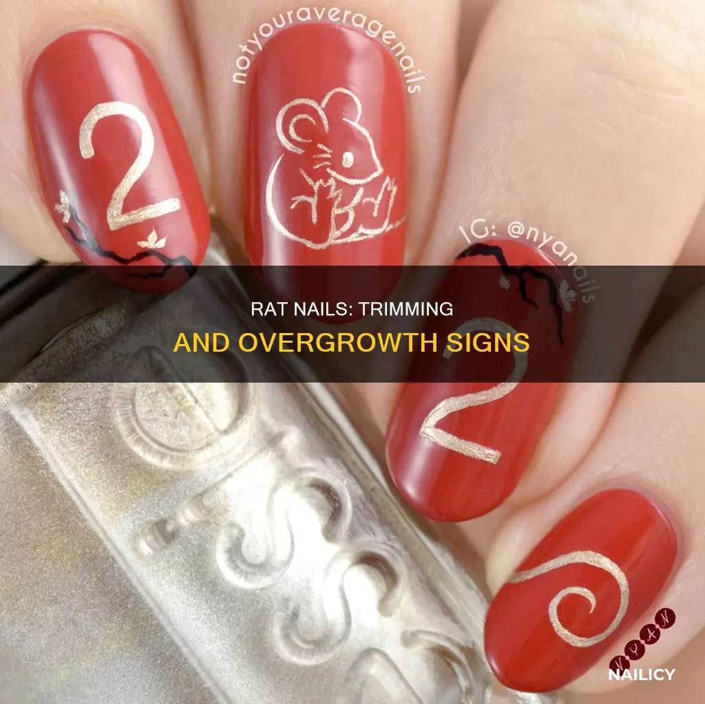 Rat Nails: Trimming And Overgrowth Signs | Nailicy