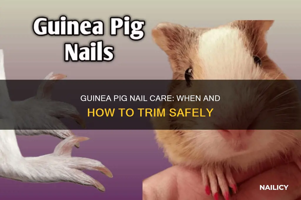 Guinea Pig Nail Care: When And How To Trim Safely | Nailicy
