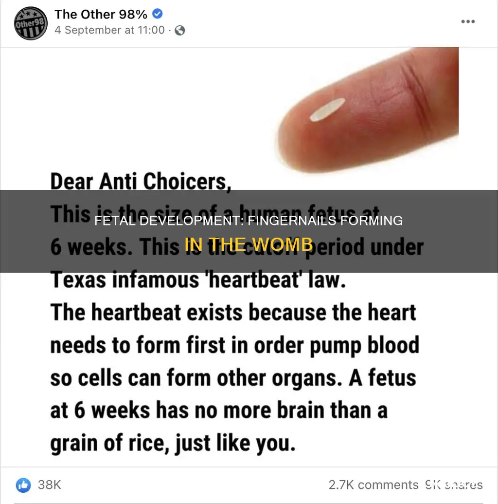 Fetal Development: Fingernails Forming In The Womb | Nailicy