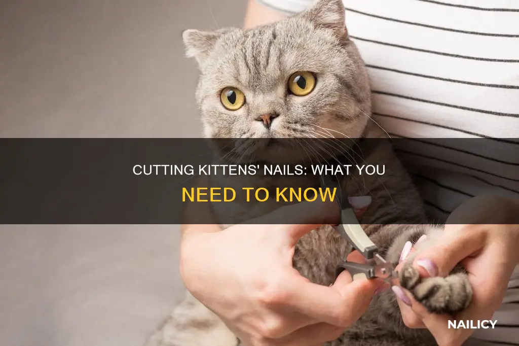 Cutting Kittens' Nails: What You Need To Know | Nailicy
