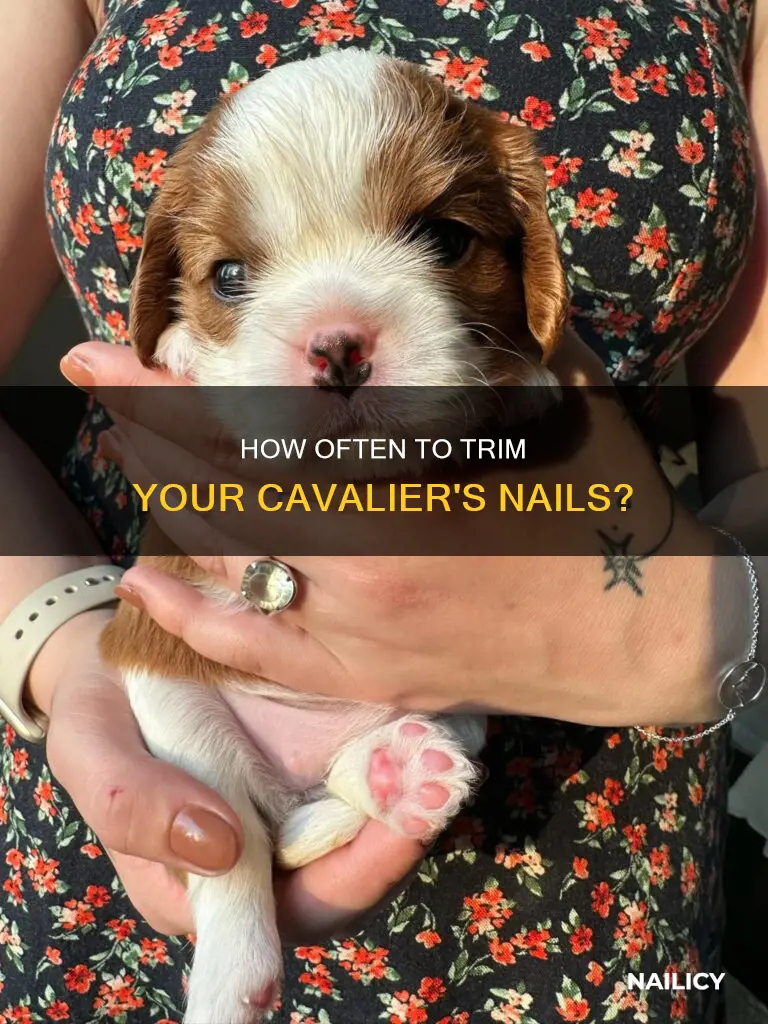 How Often To Trim Your Cavalier's Nails? | Nailicy