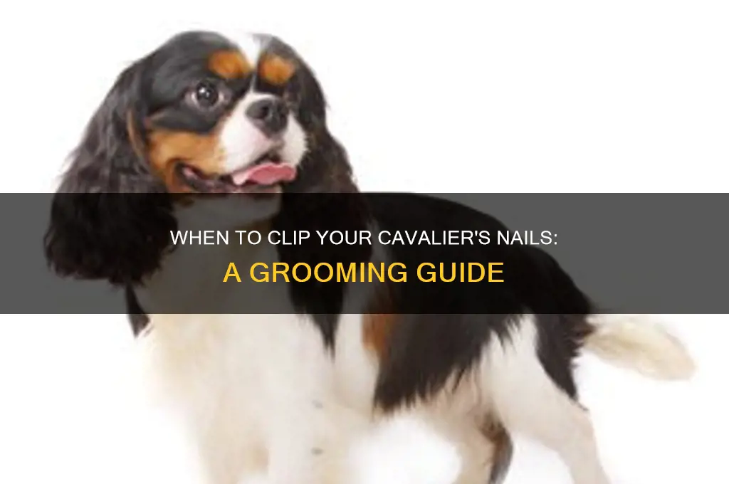 When To Clip Your Cavalier's Nails: A Grooming Guide | Nailicy