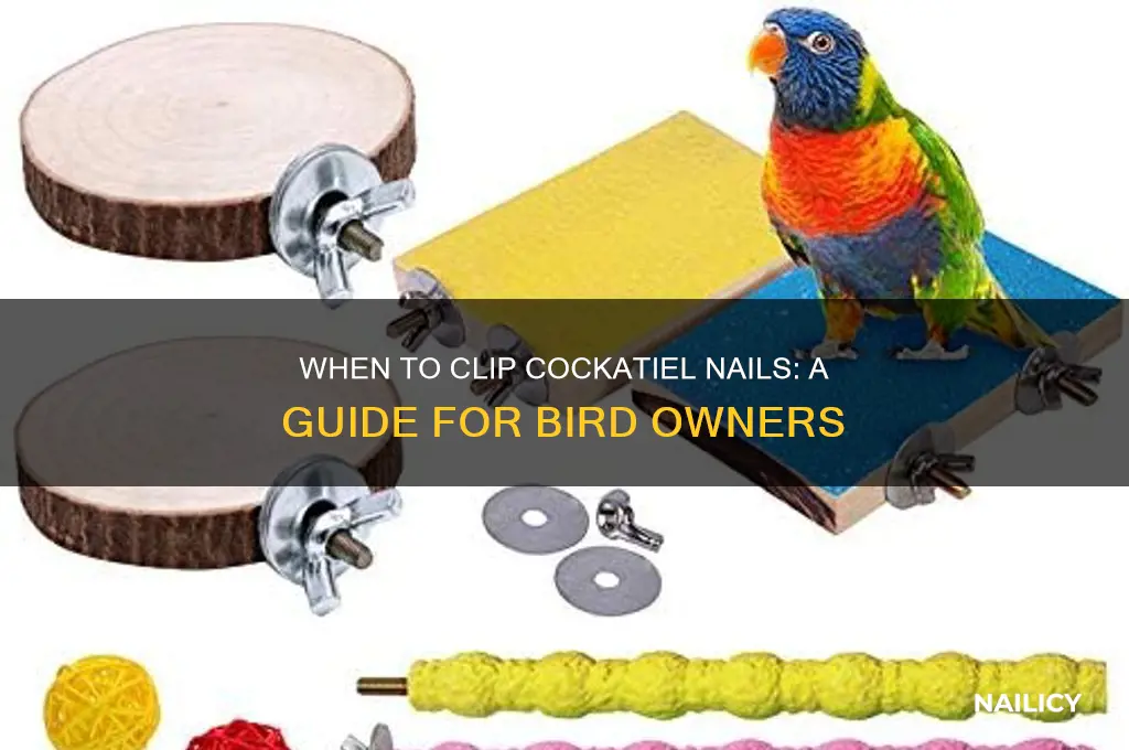 When To Clip Cockatiel Nails: A Guide For Bird Owners | Nailicy