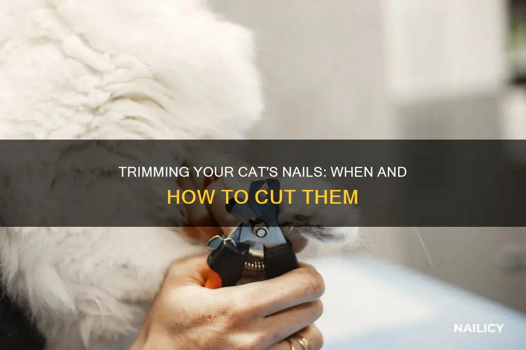 Trimming Your Cat's Nails: When And How To Cut Them | Nailicy