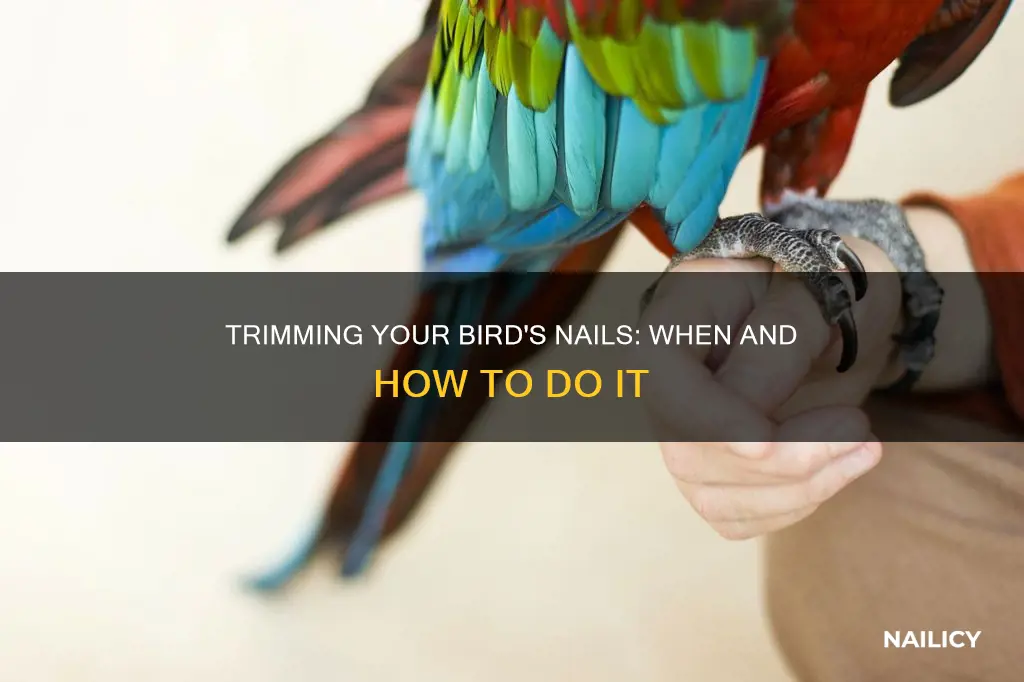 Trimming Your Bird's Nails: When And How To Do It | Nailicy