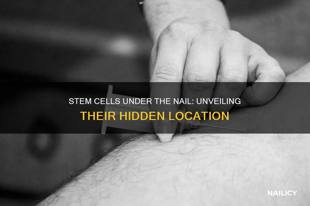 Stem Cells Under The Nail: Unveiling Their Hidden Location | Nailicy