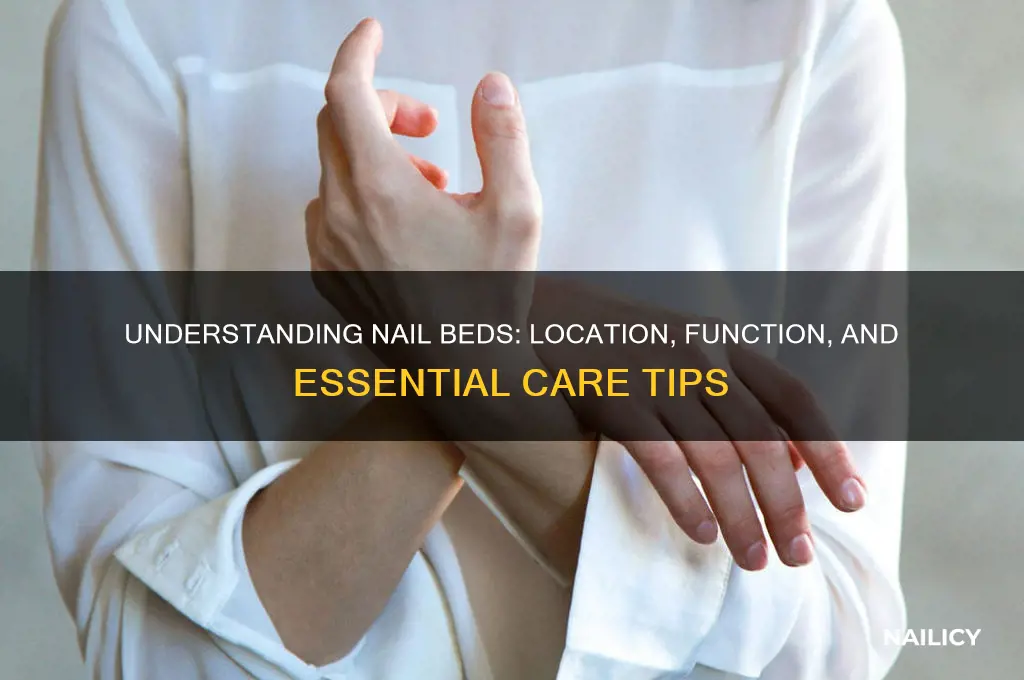 Understanding Nail Beds: Location, Function, And Essential Care Tips ...