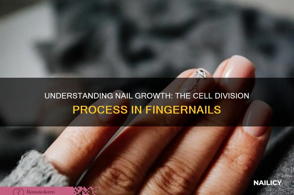 Understanding Nail Growth: The Cell Division Process In Fingernails ...