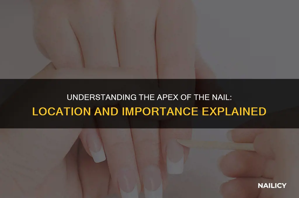 Understanding The Apex Of The Nail: Location And Importance Explained ...
