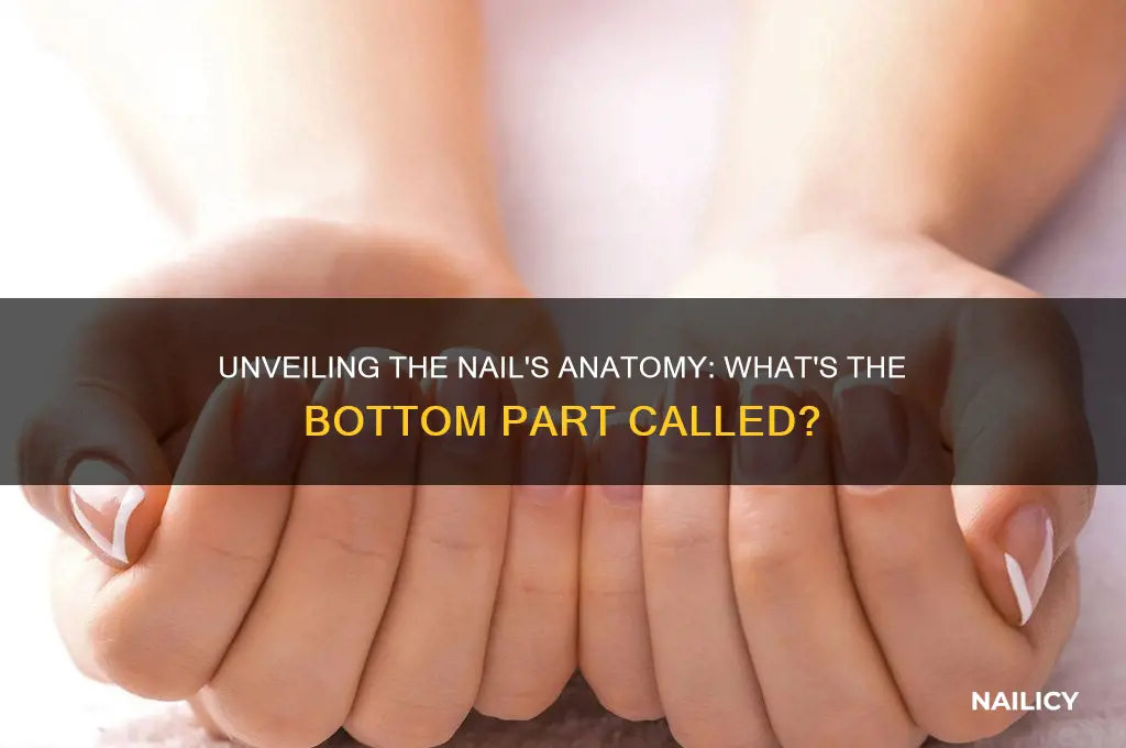 Unveiling The Nail's Anatomy: What's The Bottom Part Called? | Nailicy