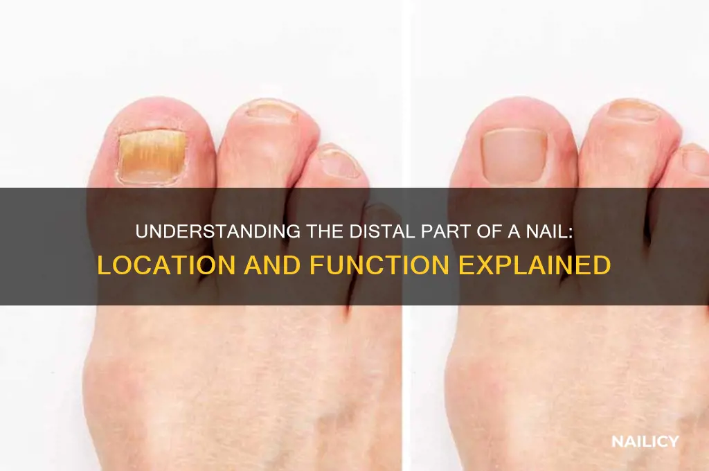 Understanding The Distal Part Of A Nail: Location And Function ...