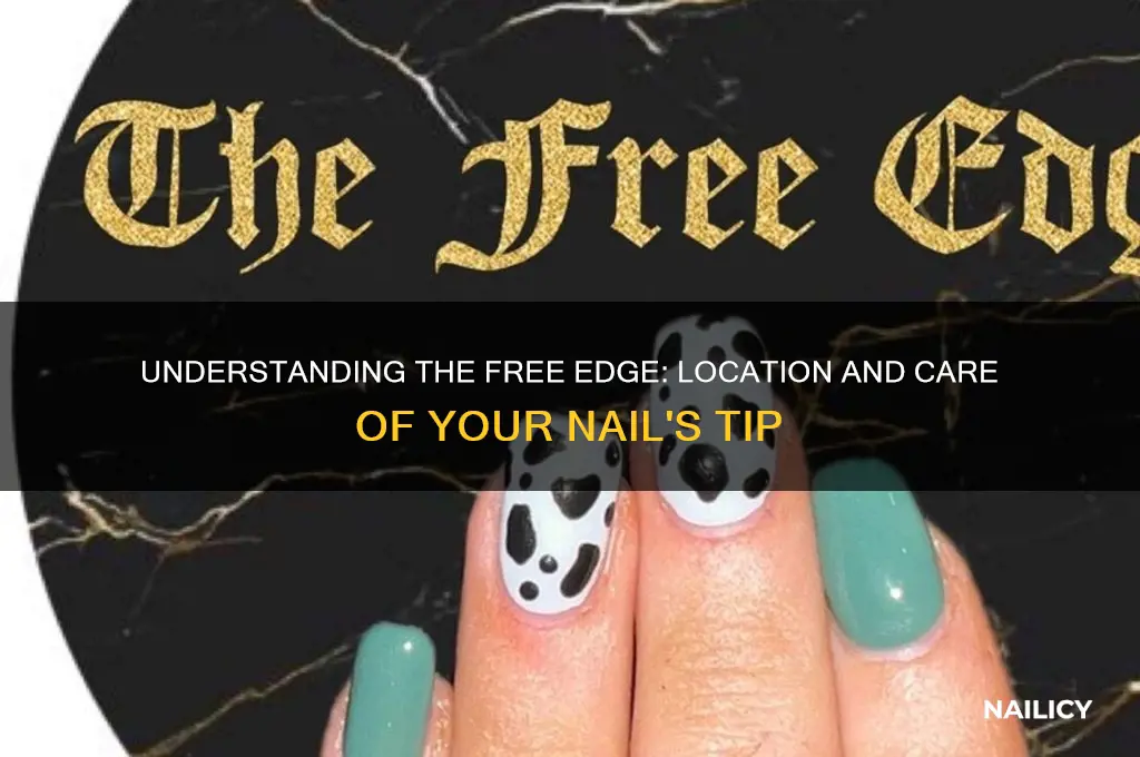 Understanding The Free Edge: Location And Care Of Your Nail's Tip | Nailicy