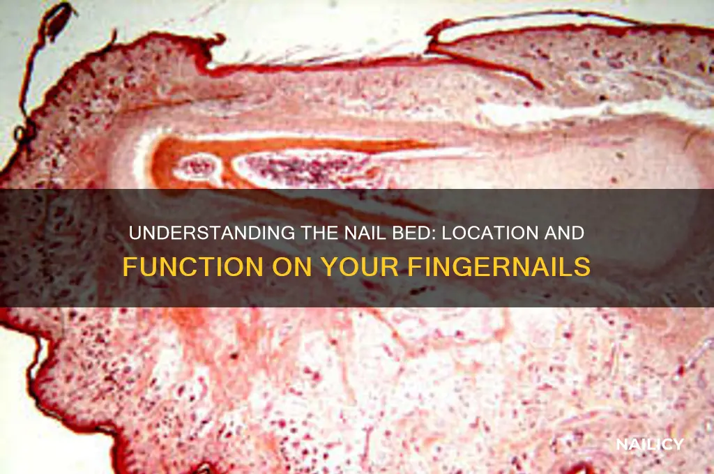 Understanding The Nail Bed: Location And Function On Your Fingernails ...