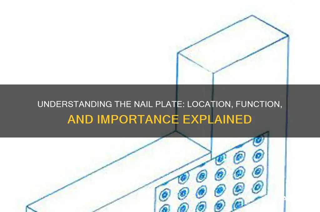 Understanding The Nail Plate: Location, Function, And Importance ...