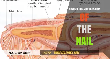 Understanding The Nail Bed: Location And Function On Your Fingernails ...