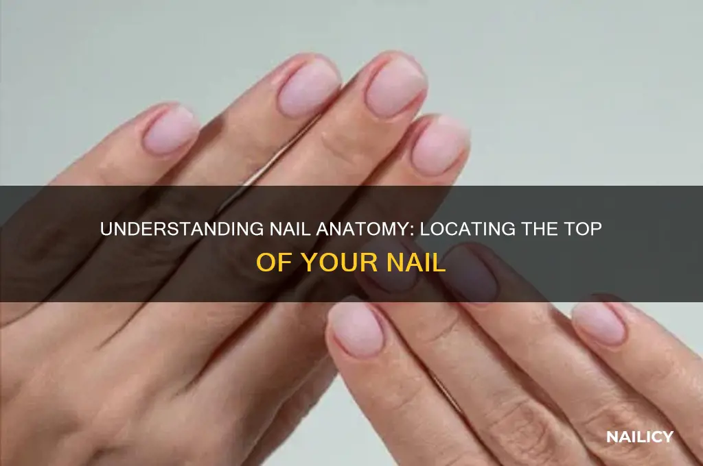 Understanding Nail Anatomy: Locating The Top Of Your Nail | Nailicy