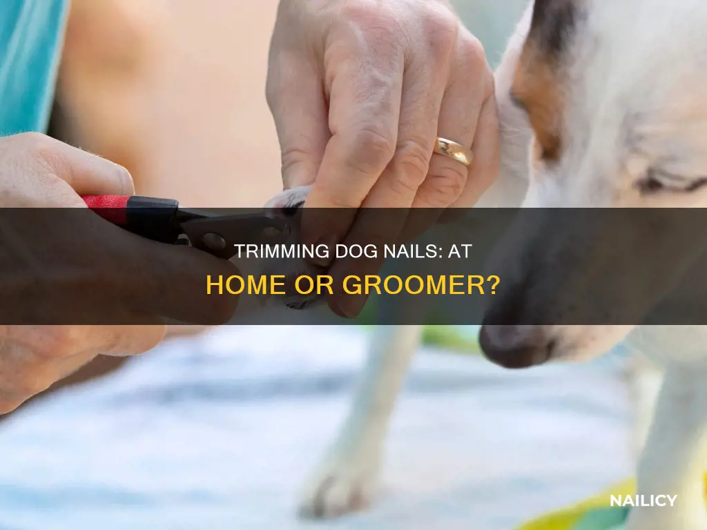 Trimming Dog Nails: At Home Or Groomer? | Nailicy
