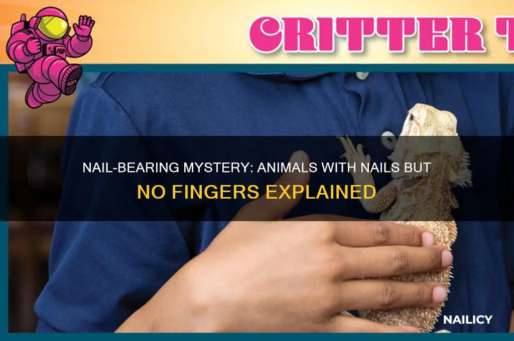 Nail-Bearing Mystery: Animals With Nails But No Fingers Explained | Nailicy