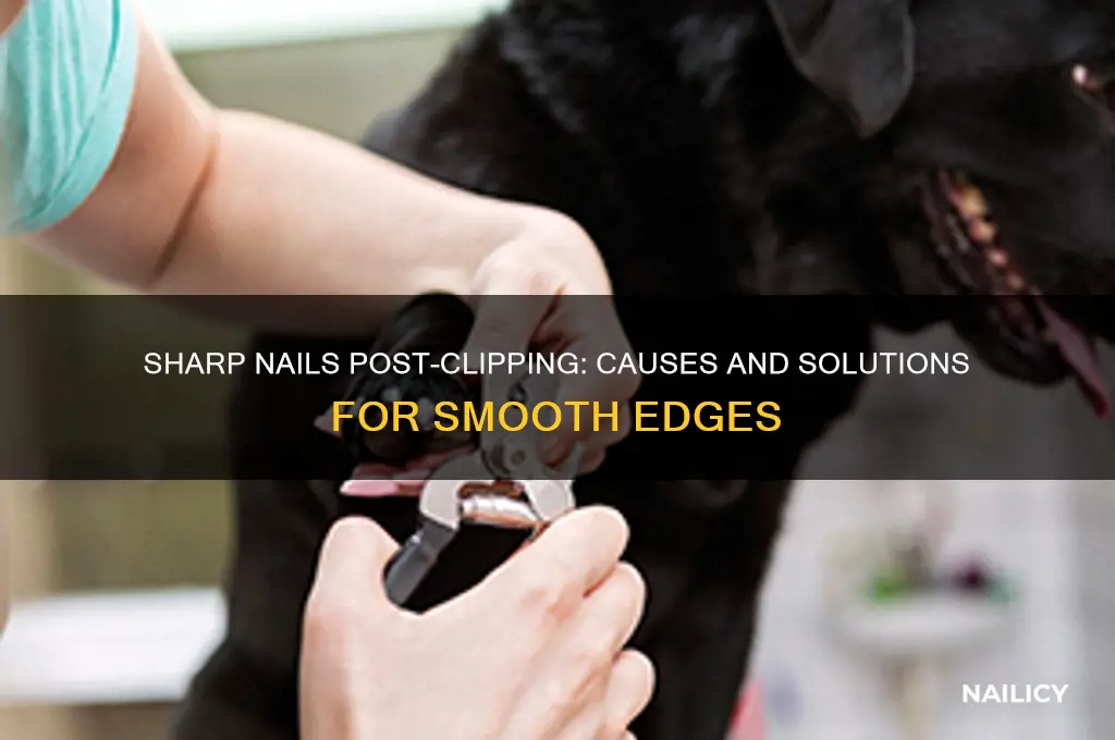 Sharp Nails Post-Clipping: Causes And Solutions For Smooth Edges | Nailicy