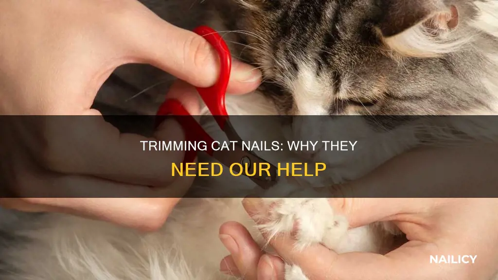 Trimming Cat Nails: Why They Need Our Help | Nailicy