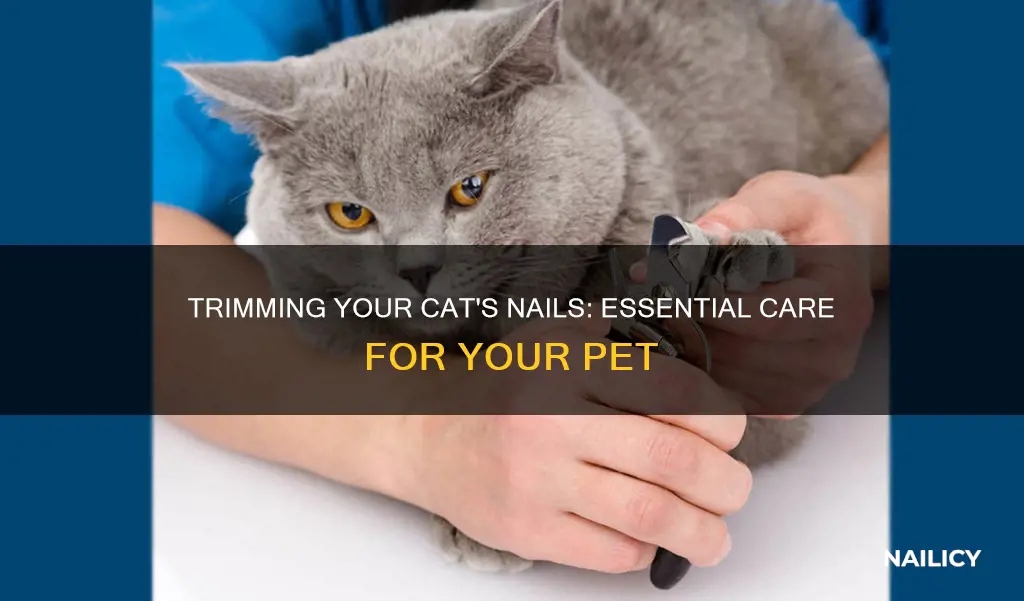 Trimming Your Cat's Nails: Essential Care For Your Pet | Nailicy
