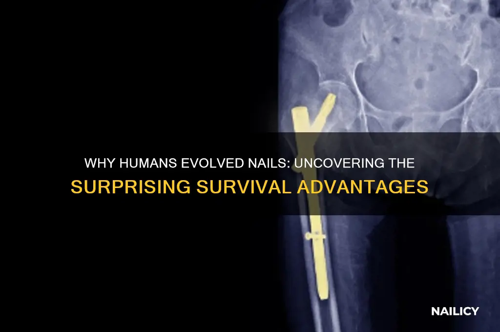 Why Humans Evolved Nails: Uncovering The Surprising Survival Advantages ...