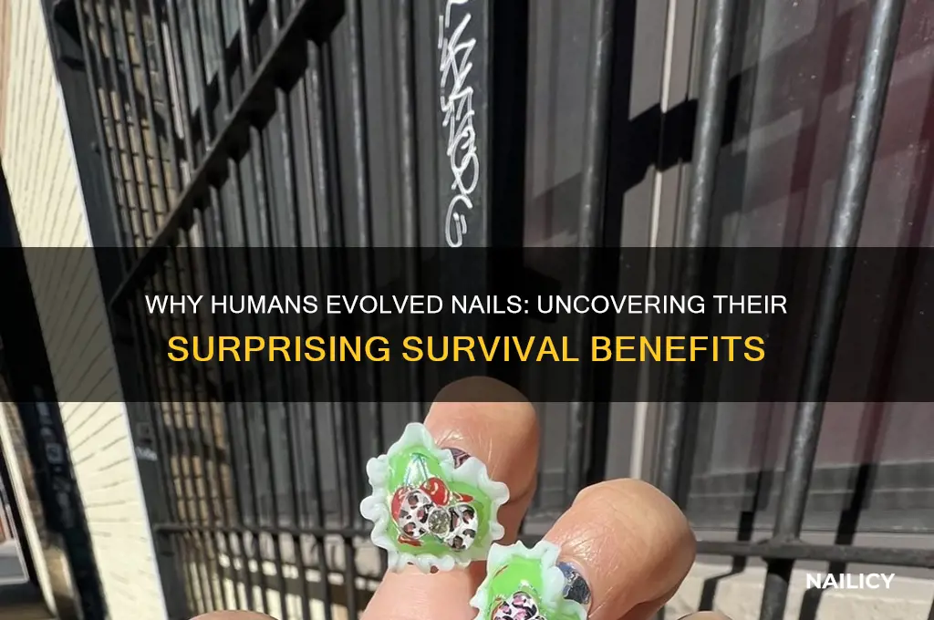 Why Humans Evolved Nails: Uncovering Their Surprising Survival Benefits ...