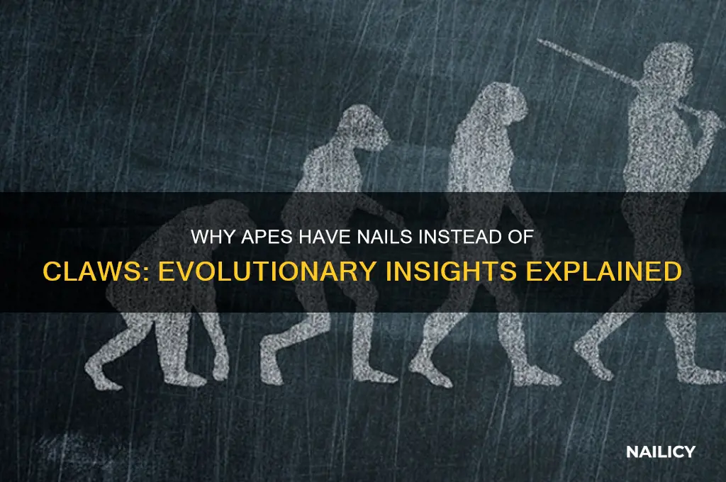 Why Apes Have Nails Instead Of Claws: Evolutionary Insights Explained ...