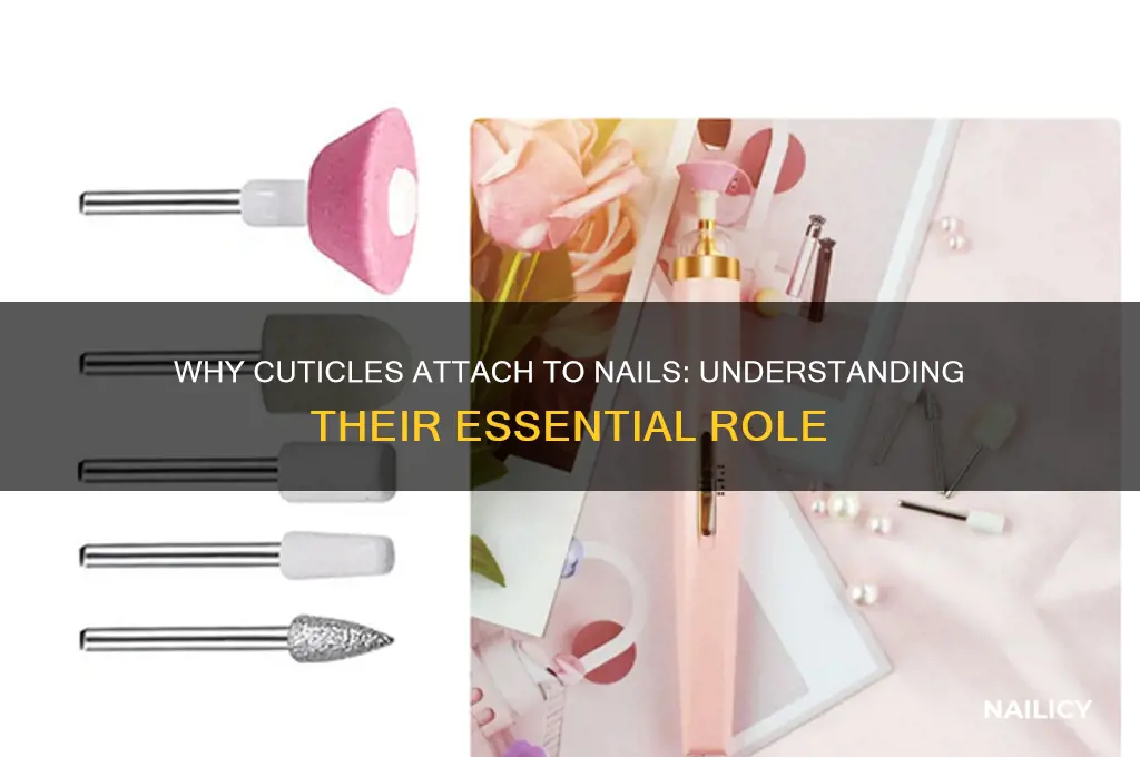 Why Cuticles Attach To Nails: Understanding Their Essential Role | Nailicy